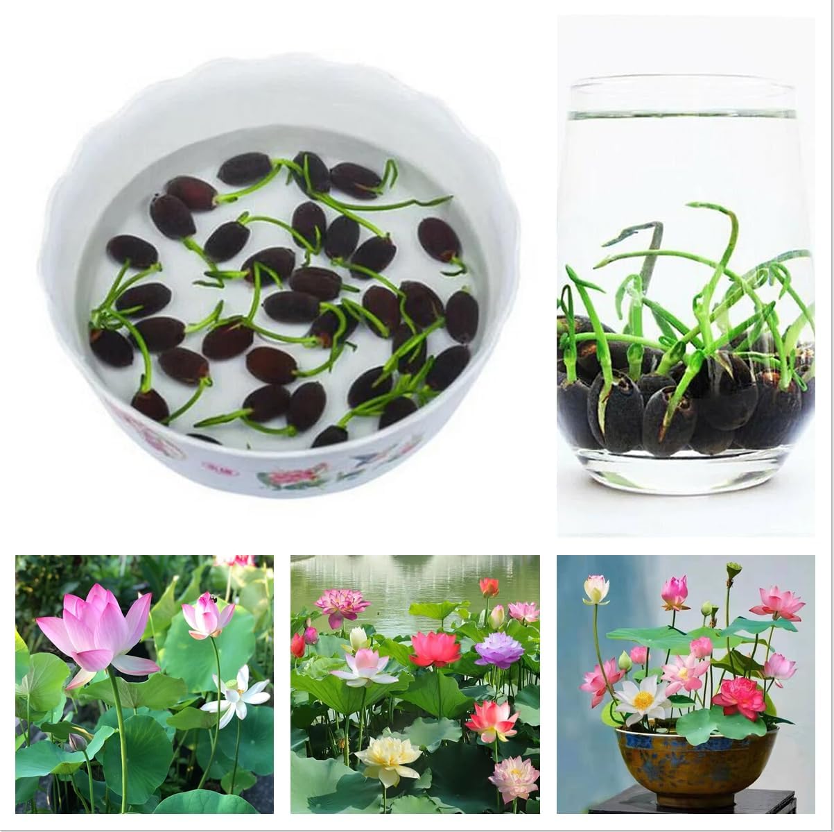 ZEshops 10pcs Mixed Color Bonsai Bowl Lotus Live Plants Pre-Sprouted ...